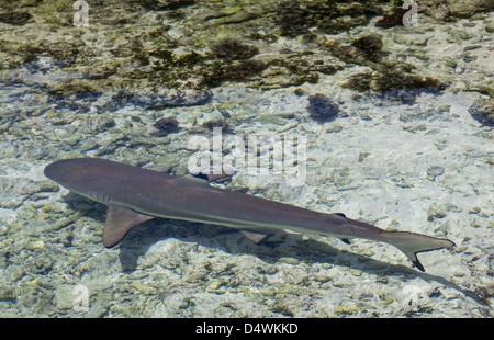 Blacktip Reef Shark, Black-tip Reef Shark, Blacktip Reefshark aka Black ...