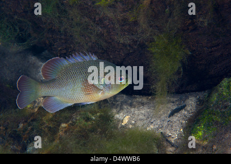 green sunfish (Lepomis cyanellus), swimming, side view Stock Photo - Alamy