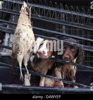 Two Springer Spaniels at Pheasant shoot Stock Photo - Alamy