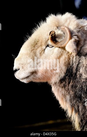 Herdwick rams at annual tup sale held at Broughton in Furness, Cumbria ...