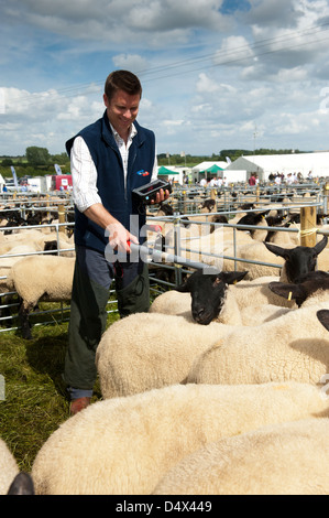 Checking sheep with electronic identification device at Thame sheep ...