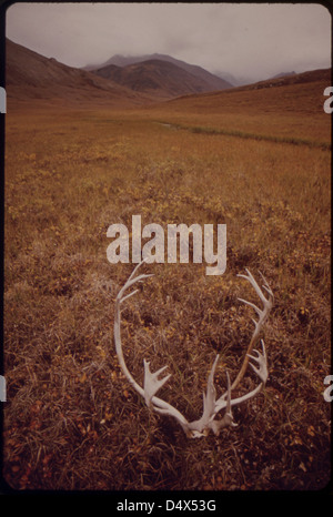 A CARIBOU RACK LYING AT THE FOOT OF THE HILL WHICH IS THE SITE FOR PUMP ...