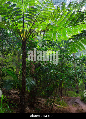 Tall Norfolk Tree Ferns in subtropical rainforest, Norfolk Island Stock ...