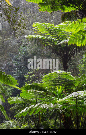 Cyathea brownii Norfolk Island Tree Fern also called Smooth Tree Fern ...
