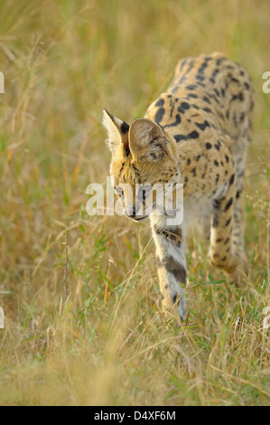 Approaching Serval cat in the grasses of Masai Mara Stock Photo - Alamy