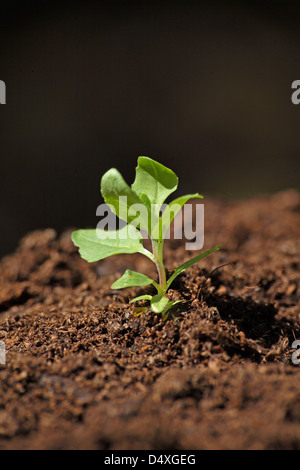 The plant shoots. Leaf and earth Stock Photo - Alamy