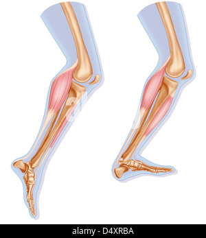 LOWER LIMB MUSCLE, DRAWING Stock Photo - Alamy