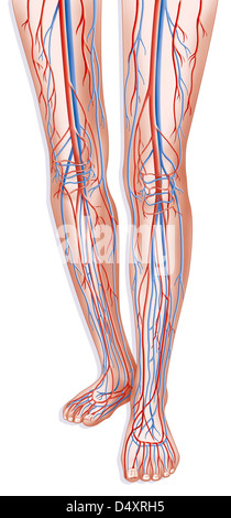 LOWER LIMB, BLOOD CIRCULATION Stock Photo - Alamy