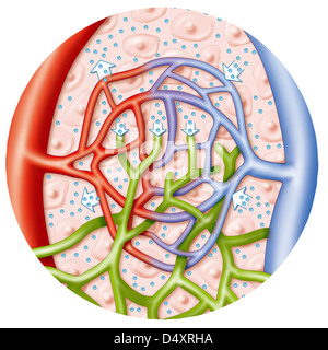 WATER CIRCULATION, ILLUSTRATION Stock Photo - Alamy
