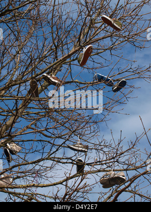 Shoes hanging from tree in Eastern Oregon Stock Photo - Alamy