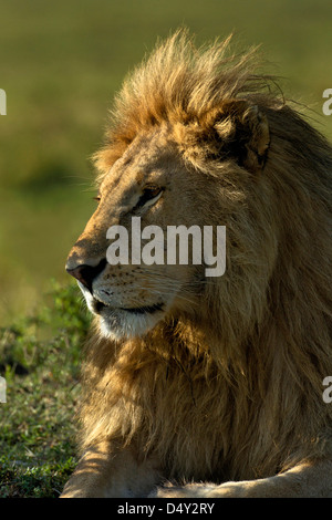 Adam with a Lion Stock Photo - Alamy