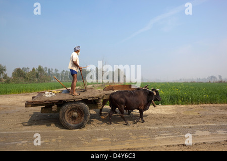 A traditional Punjabi cattle cart with a Sikh worker taking sand from a ...