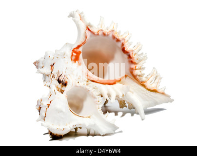 two scallop shells seashell white background cutout detail closeup ...