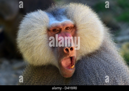 Alpha male Papio Hamadryas Baboon snarling and showing it big teeth ...