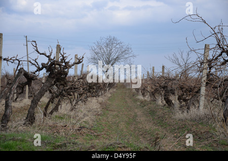 Early spring in a garden with rows of apple trees. Row of apple trees ...