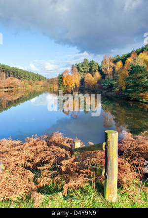 Fair Oak pool in late autumn Cannock Chase AONB (area of outstanding ...