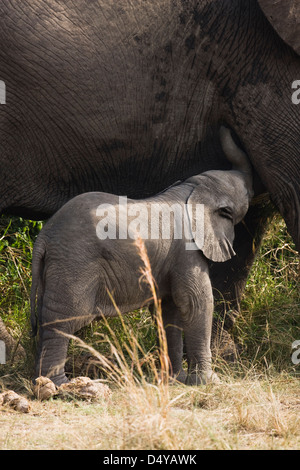 herd of African bush elephant (Loxodonta africana), Addo Elephant ...