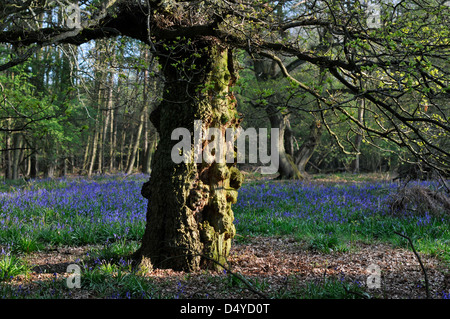 An old knobbly tree in an area of woodland in Cockernhoe/Tea Green ...