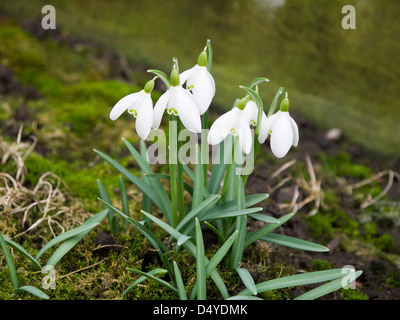 February Snowdrops in Ripon North Yorkshire England Stock Photo - Alamy