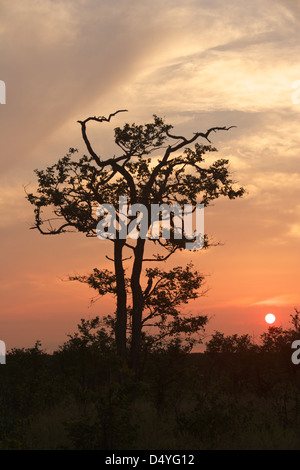 Mopane tree (Colophospermum mopane), Kruger National Park, South Stock ...