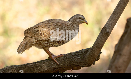 Natal spurfowl or Natal francolin (Pternistis natalensis) on the ground ...