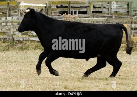 strong and angry bull in spain Stock Photo - Alamy