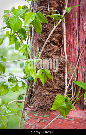 Poison Ivy (Toxicodendron radicans) a common toxic plant that causes ...