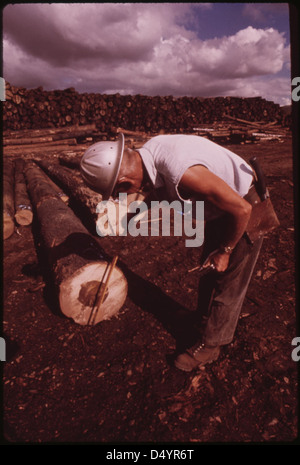 A scaler measures logs at Pickering Lumberyard, which were trucked in ...