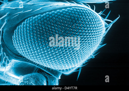 Fruit Fly Eye, SEM Stock Photo - Alamy