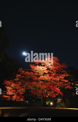 Night illumination at Rikugien garden, Tokyo Stock Photo - Alamy