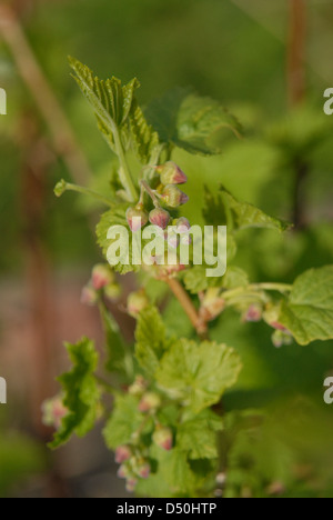Black Currant flower buds Stock Photo - Alamy