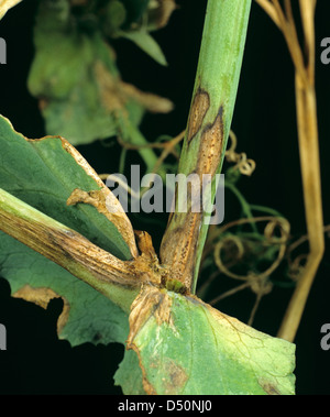 Pea leaf and pod spot Ascochyta pisi close up of open pod showing ...