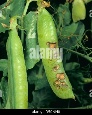 Pea leaf and pod spot Ascochyta pisi close up of open pod showing ...