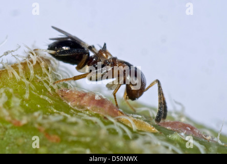 Parasitoid wasp Encyrtus infelix commercial biological control ...