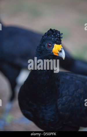 Portrait of a black curassow (Crax alector), also known as the crested ...