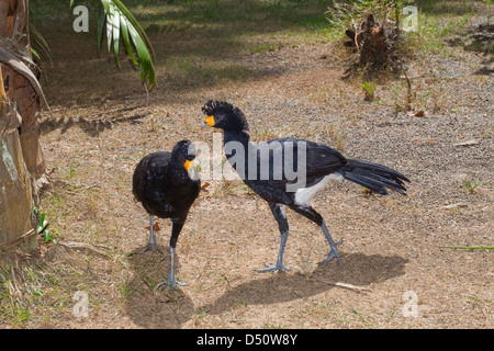Black Curassow (Crax alector) pair Iwokrama Rainforest Guiana Shield ...