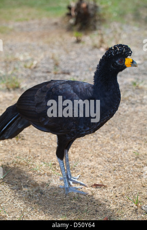 Black Curassow (Crax alector), Iwokrama Rainforest Reserve, Guyana ...