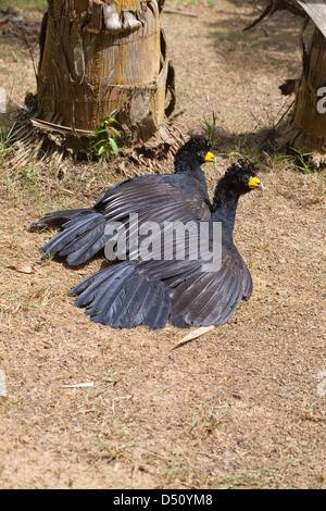 Black curassow (Crax alector), Atta Rainforest Lodge, Guyana, South ...