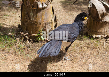 Black Curassow (Crax alector) a ground-dwelling bird found in humid ...