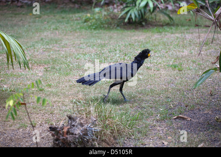 Black Curassow (Crax alector), Iwokrama Rainforest Reserve, Guyana ...