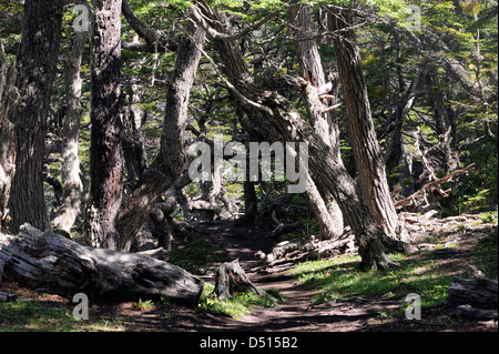 Ancient Guindo, Evergreen Southern Beech (Nothofagus betuloides) trees ...