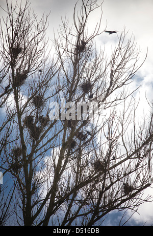 A Rookery with nests and rooks in winter trees Stock Photo - Alamy