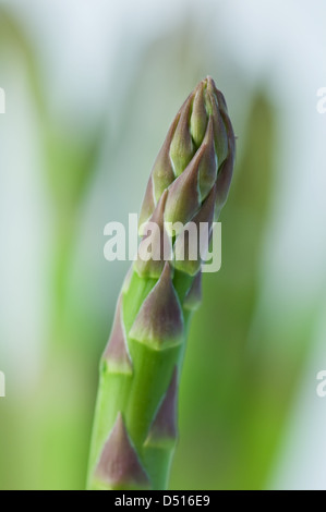 The macro close-up of fresh and green cereal ears with awns in the wind ...