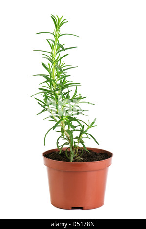 Rosemary Plant in a Pot on a White Table Stock Photo - Alamy