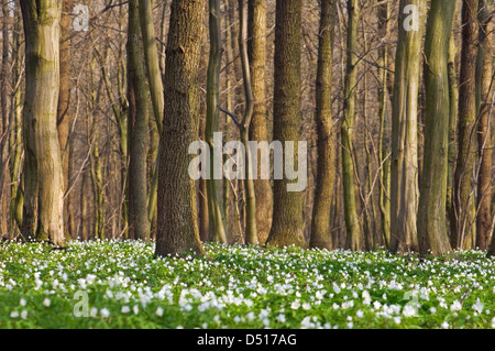 White oak tree flowers spring bloom close up with green foliage and ...