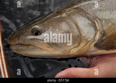 Bull Trout - Salvelinus confluentus, Elk River, British Columbia. Ready ...