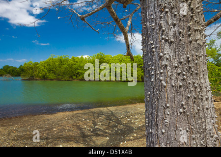 Thorny pochote tree (Bombacopsis quinata), Cahuita National Park, Costa ...