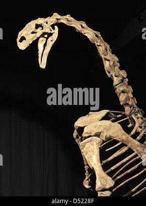 Plateosaurus dinosaur skeleton herbivorous dinosaur Stock Photo - Alamy