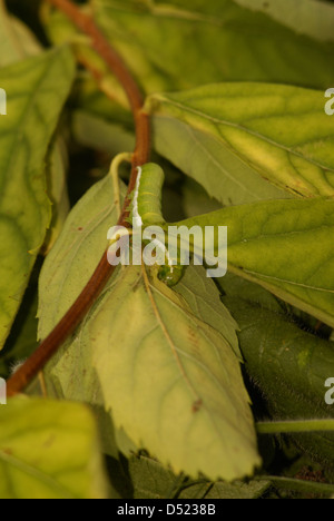Angle Shades Moth larva Stock Photo - Alamy