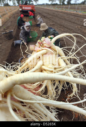 Ginseng is collected by harvest hands on a field in Bockhorn, Germany ...